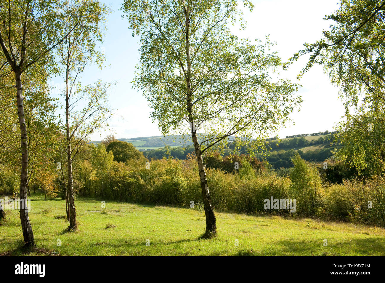 Silver Birch Trees, Betula pendula, Ranscombe Farm Nature Reserve, Kent ...