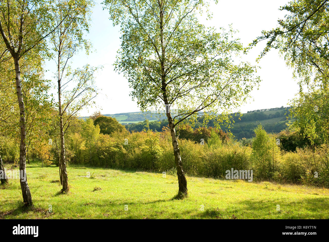 Silver Birch Trees, Betula pendula, Ranscombe Farm Nature Reserve, Kent ...