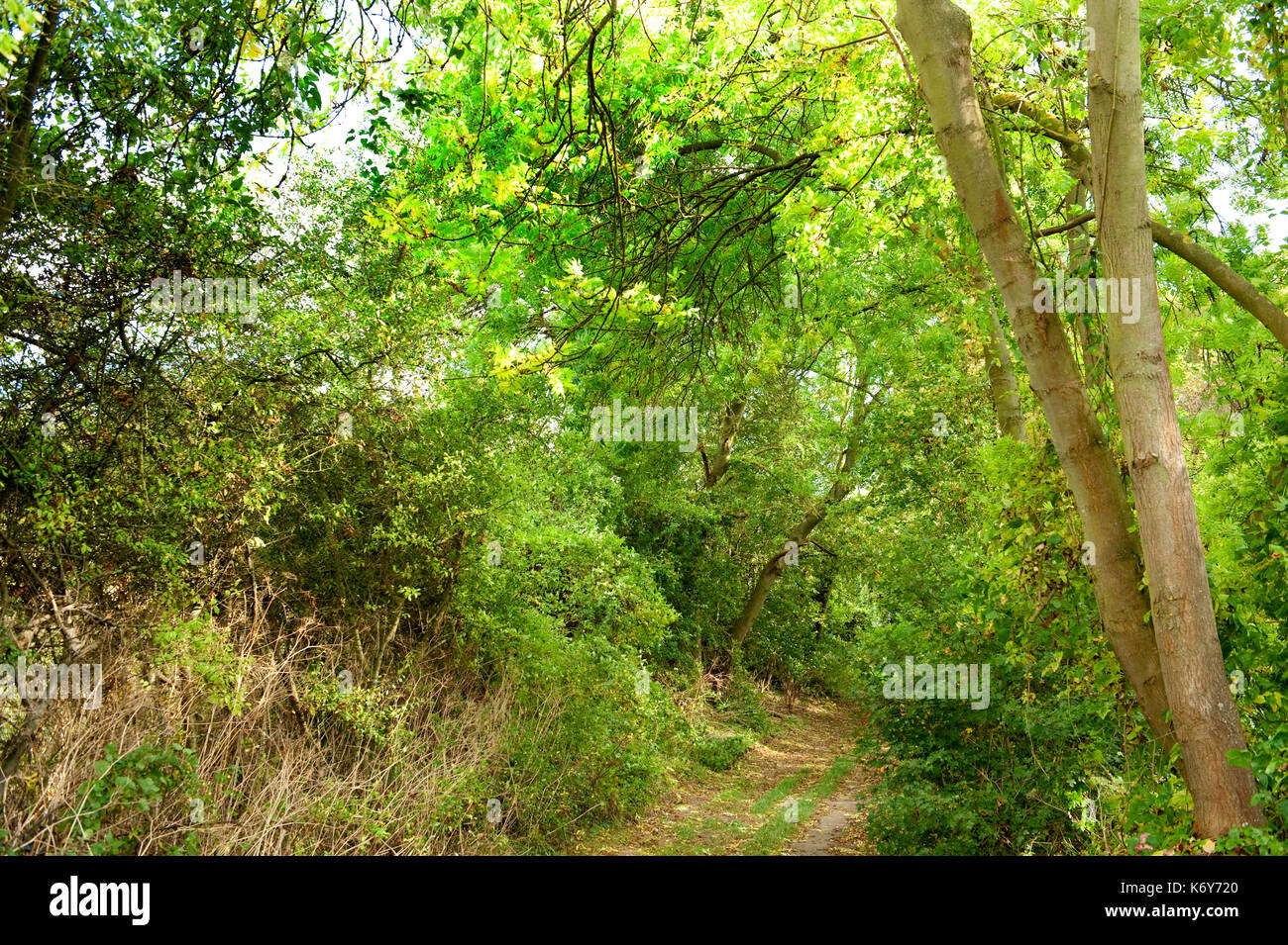 Path through Woodland, Ranscombe Farm Nature Reserve, Kent UK, green ...