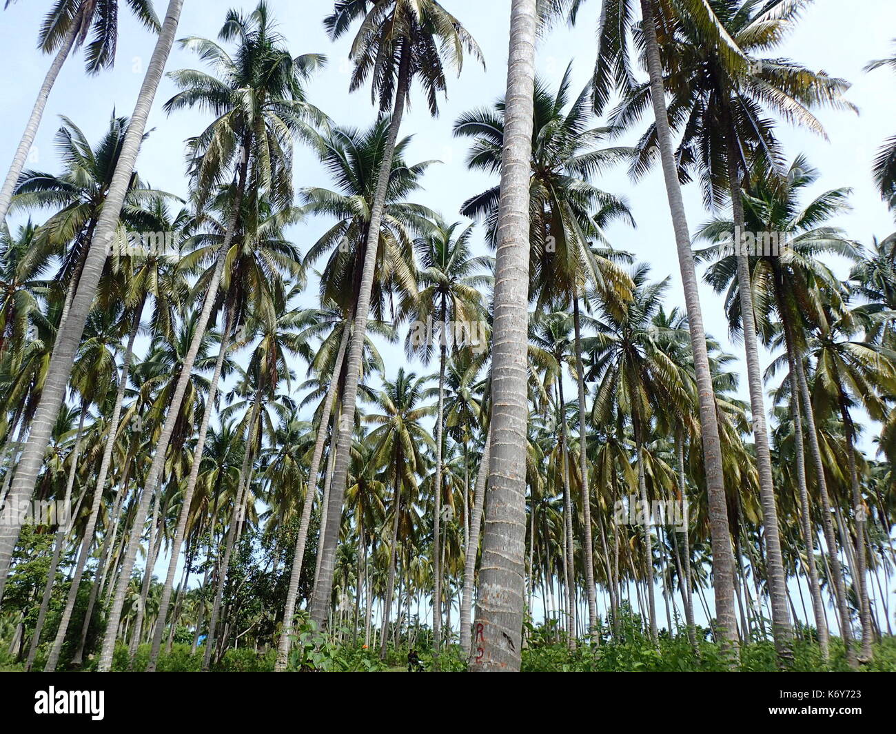 Isabela City, Philippines. 13th Sep, 2017. Thousands of coconut trees ...