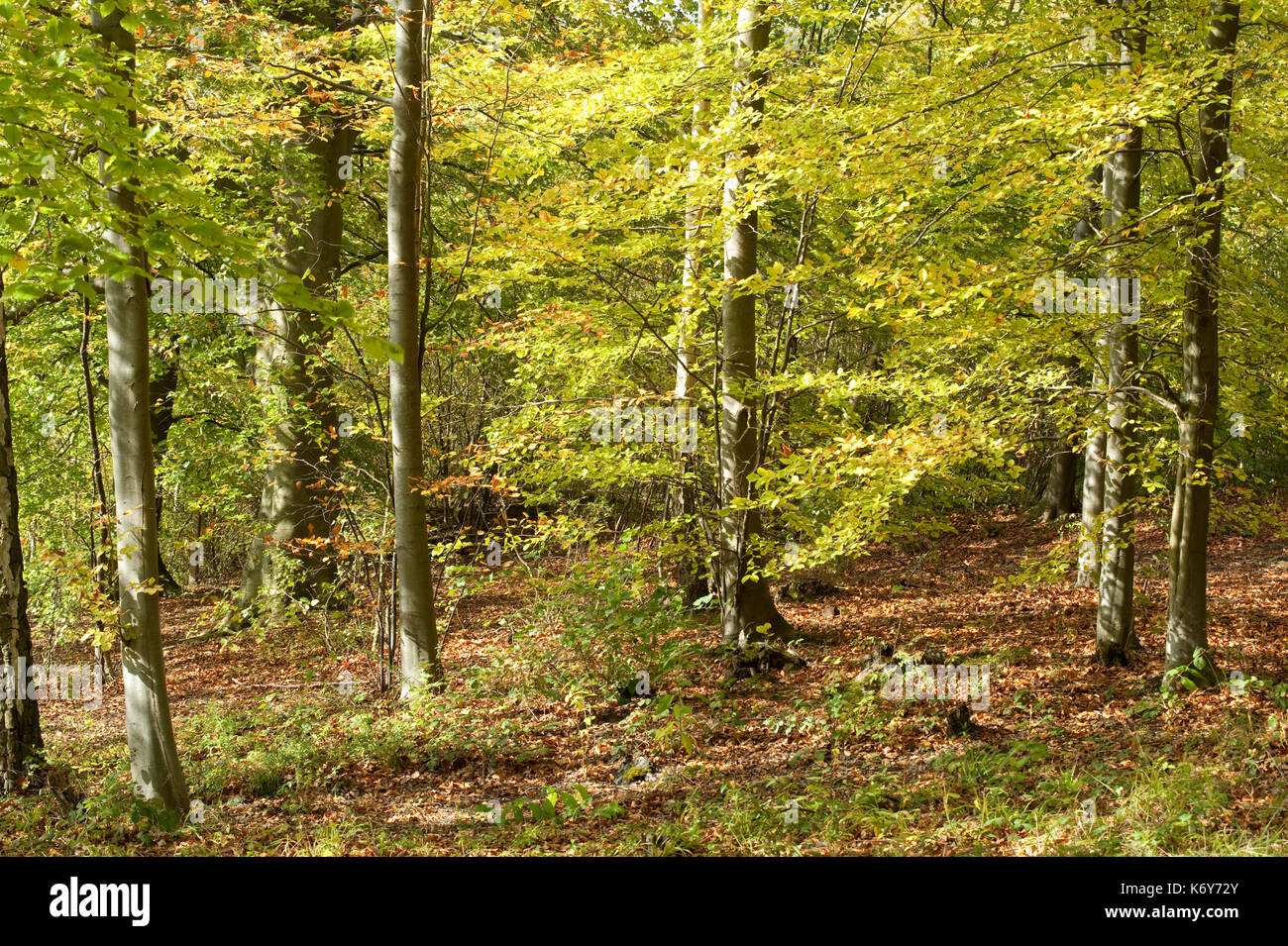 Beech Trees, Fagus sylvatica, Ranscombe Farm Nature Reserve, Kent UK ...