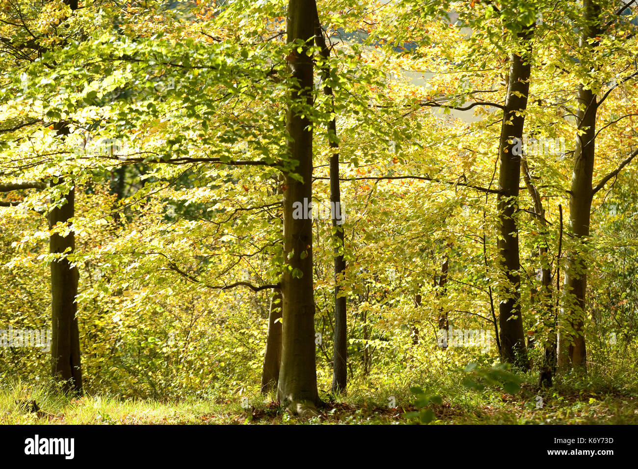 Beech Trees, Fagus sylvatica, Ranscombe Farm Nature Reserve, Kent UK ...