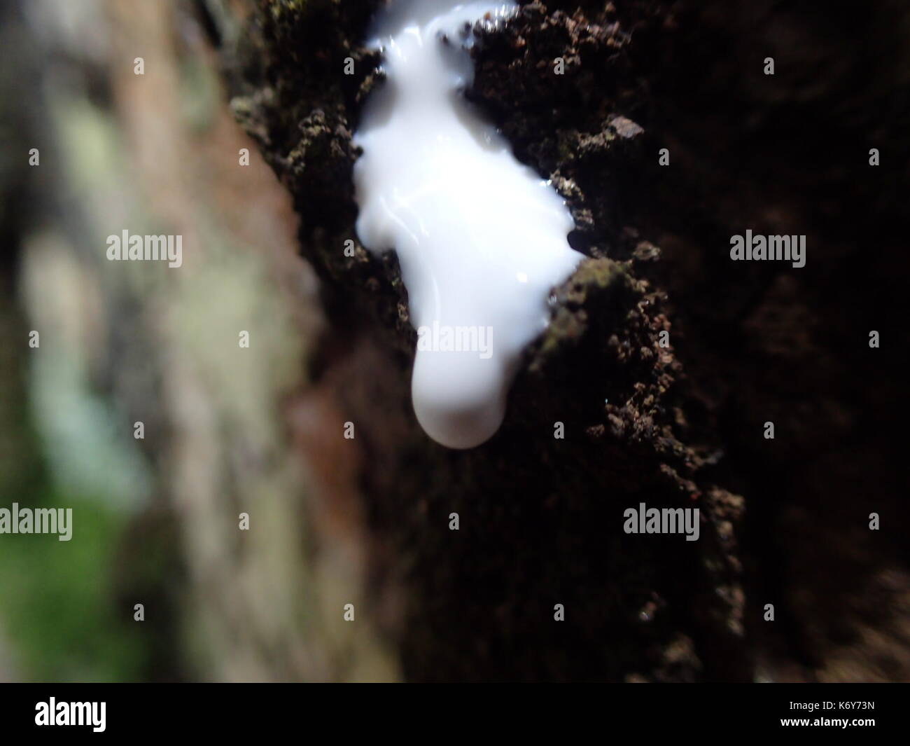 Philippines. 13th Sep, 2017. Process of getting resin from the rubber ...