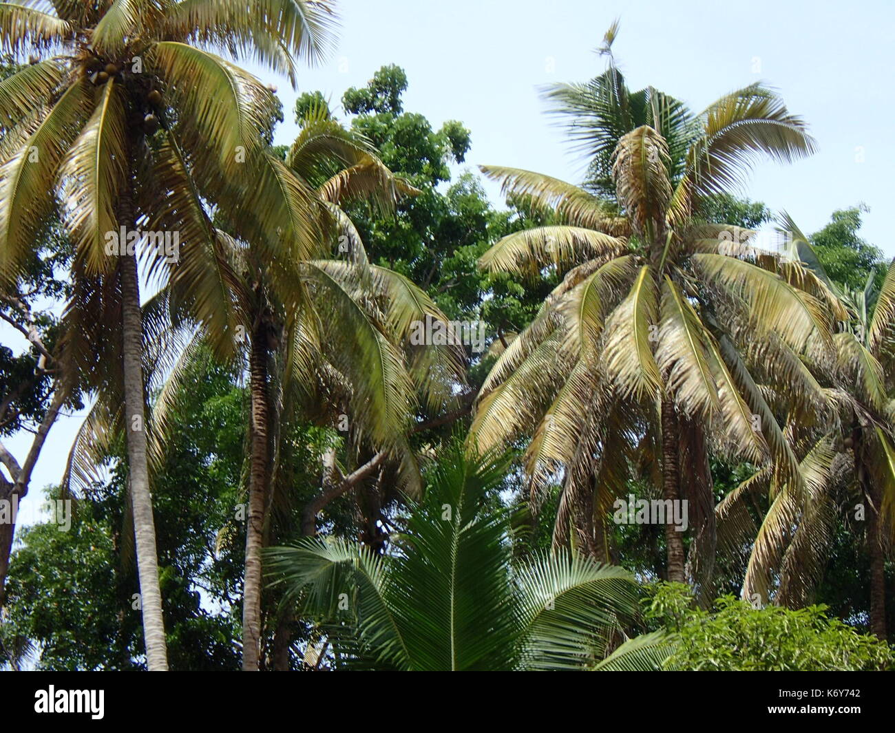 Coconut pest High Resolution Stock Photography and Images - Alamy