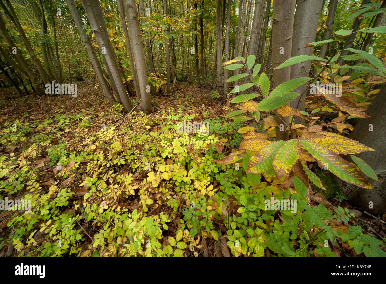 Autumn Colours in Woodland, Ranscombe Farm Nature Reserve, Kent UK ...