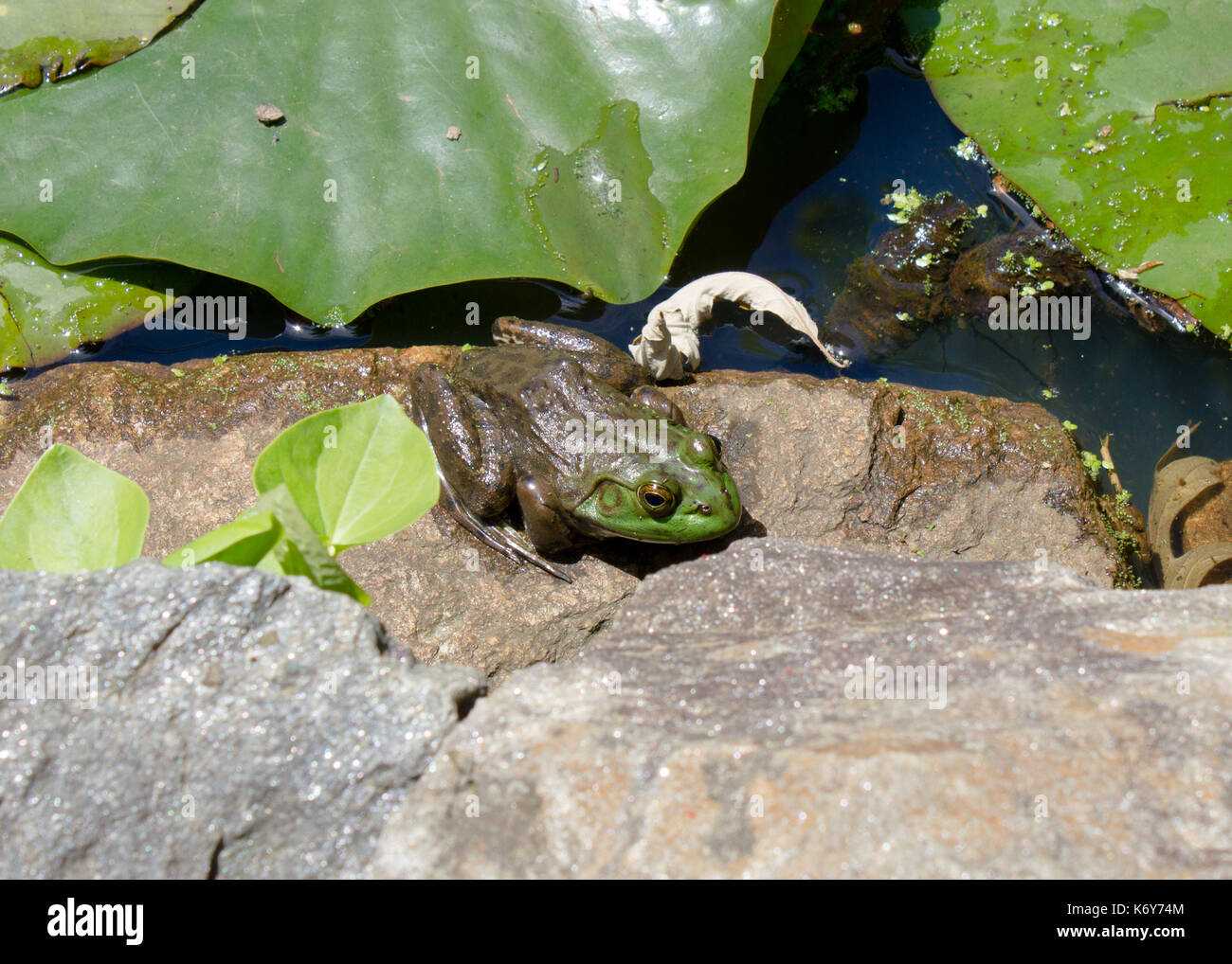 Green bullfrog sitting on a rock Stock Photo - Alamy