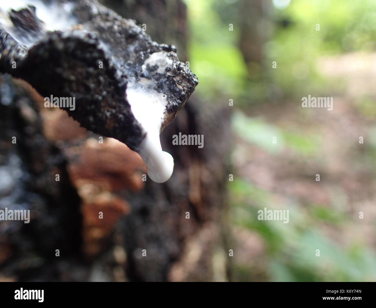 Philippines. 13th Sep, 2017. Collected resin from the rubber tree ...