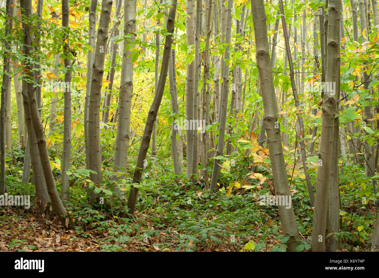 Autumn Colours in Woodland, Ranscombe Farm Nature Reserve, Kent UK ...