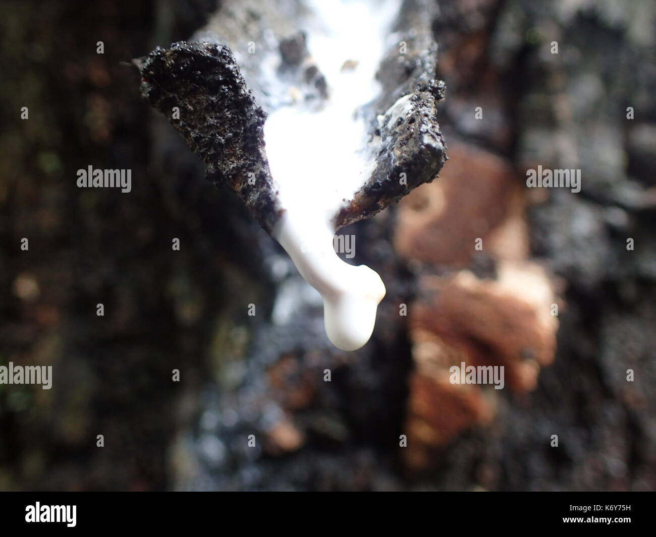 Philippines. 13th Sep, 2017. Process of getting resin from the rubber ...