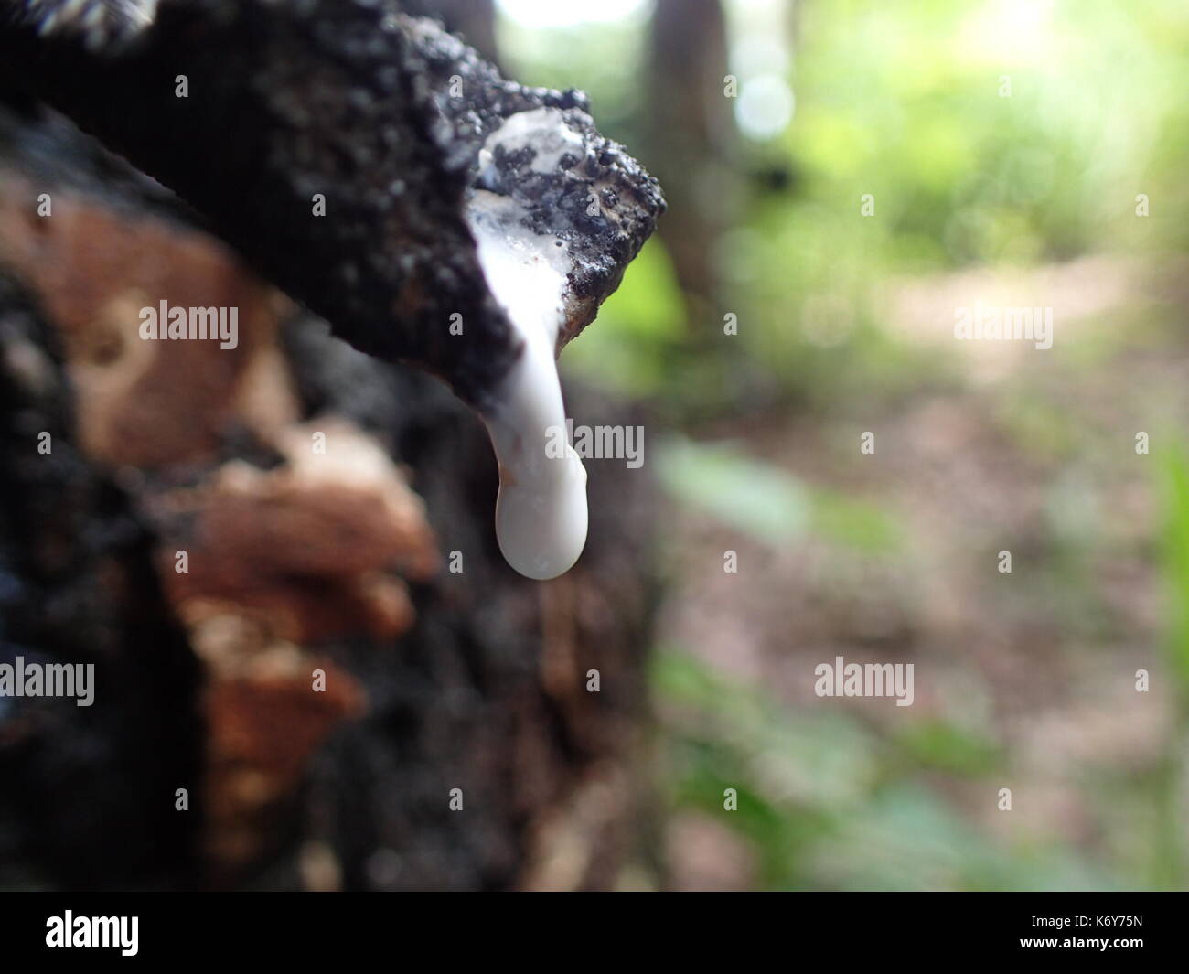 Philippines. 13th Sep, 2017. Process of getting resin from the rubber ...
