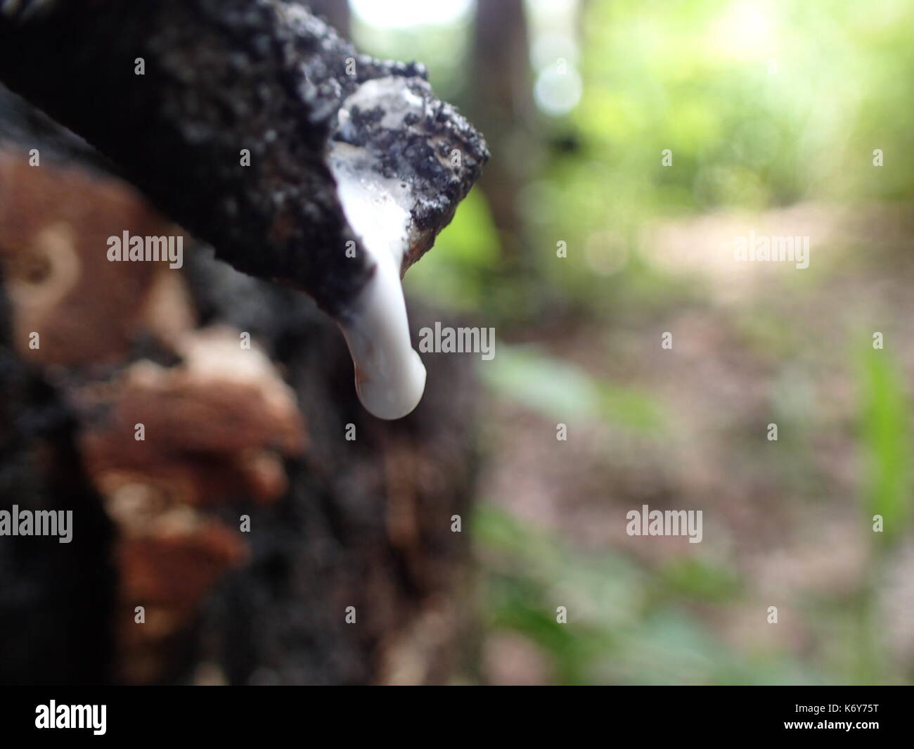 Philippines. 13th Sep, 2017. Process of getting resin from the rubber ...