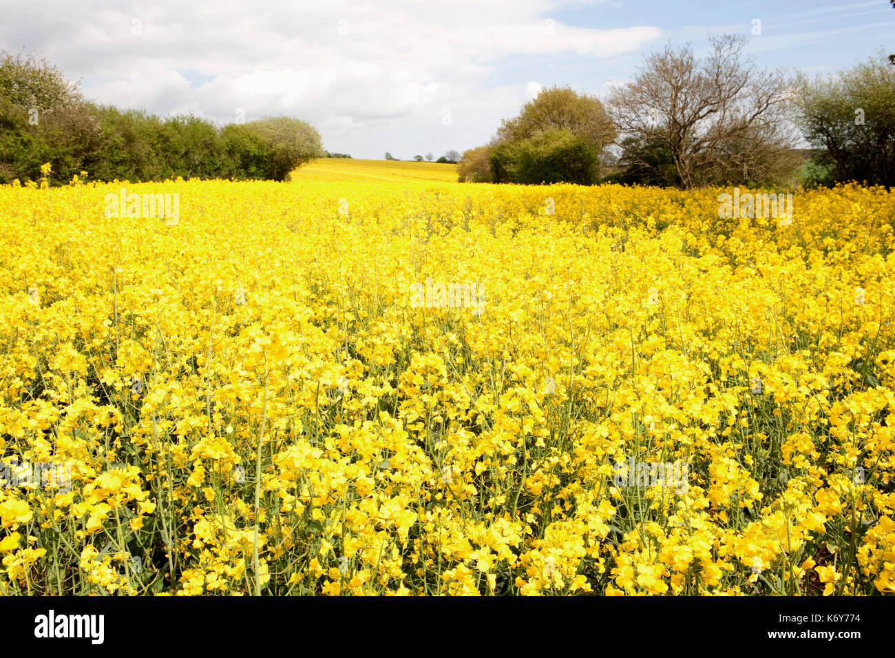 Farmland Landscape, Kent, UK, Rapeseed (Brassica napus), also known as ...