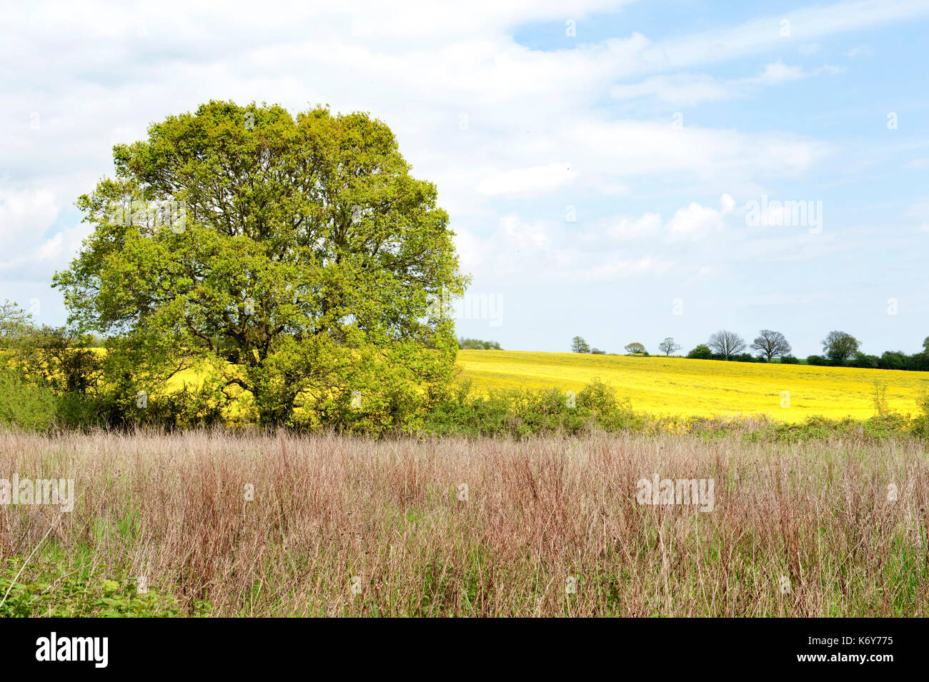 Farmland Landscape, Kent, UK, Rapeseed (Brassica napus), also known as ...