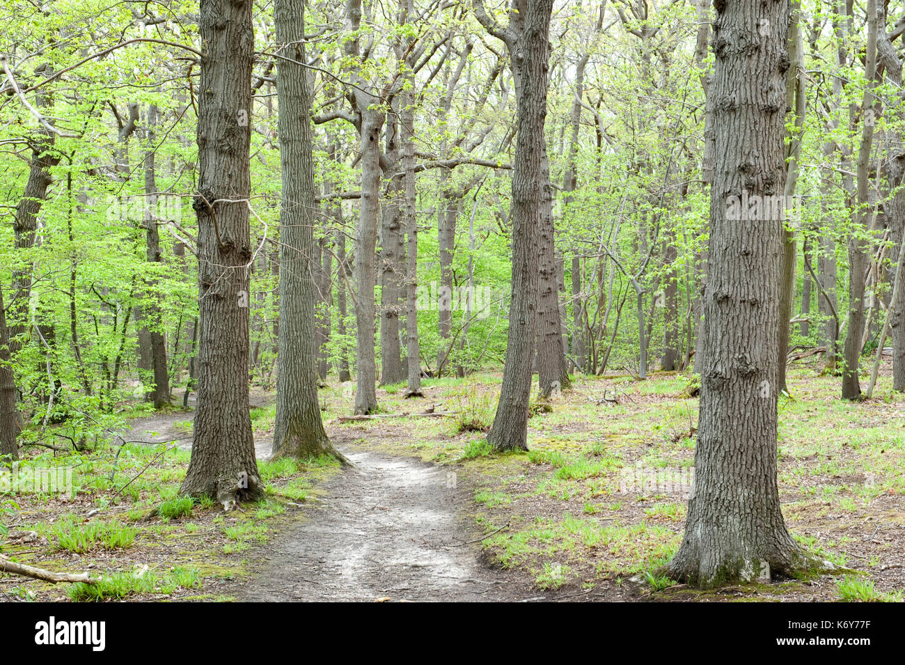 Kent wildlife trust woods hi-res stock photography and images - Alamy