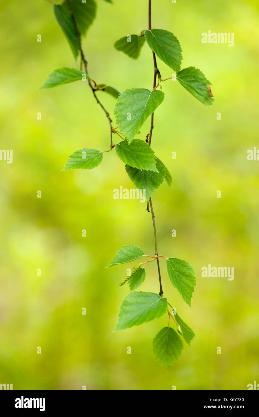 Silver Birch, Betula pendula, Leaves East Blean Woodlands, Kent UK ...