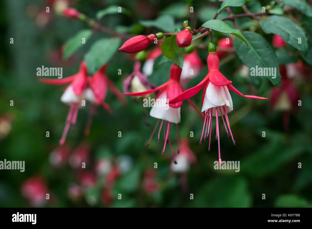 Fuchsia red white hi-res stock photography and images - Alamy
