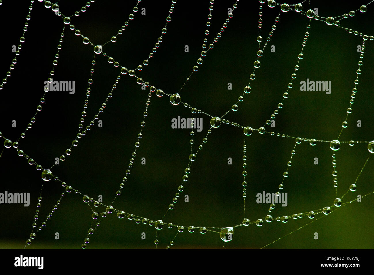 Orb Spider Web, with rain dew drops, early morning, UK Stock Photo - Alamy