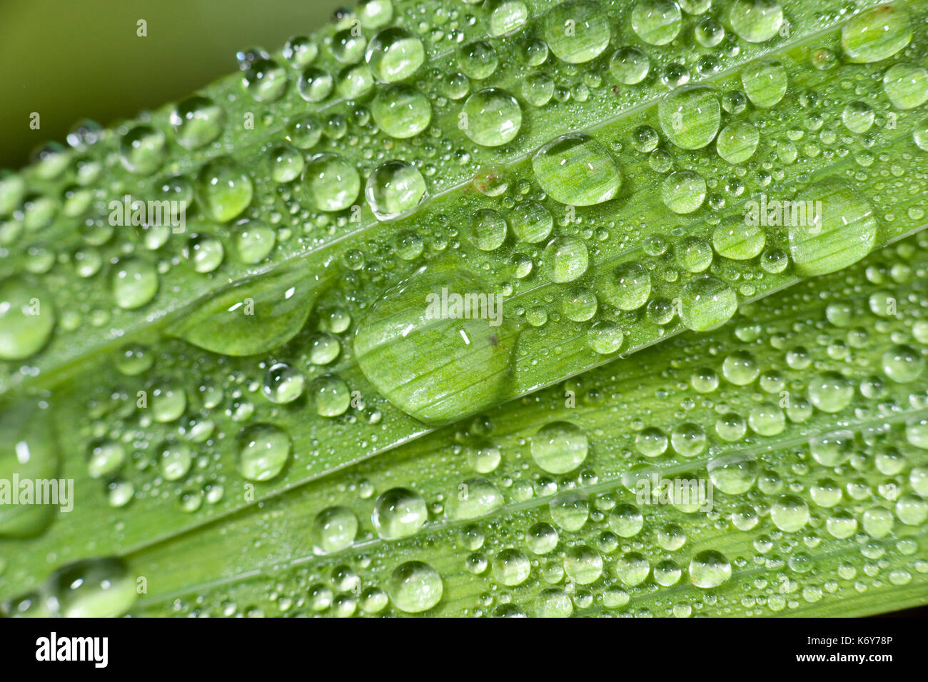 Reed leaf hi-res stock photography and images - Alamy