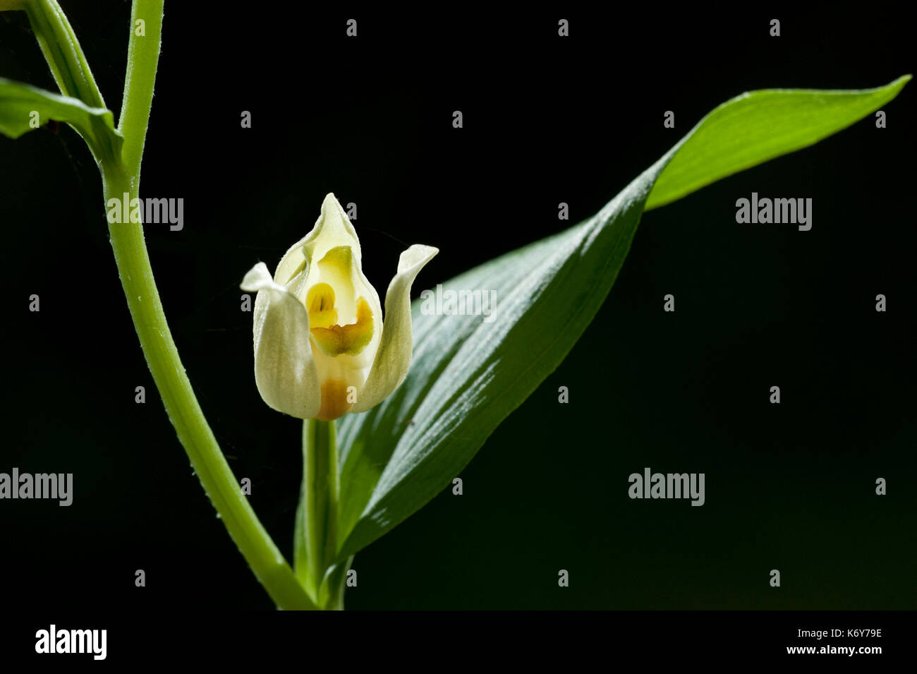 White Helleborine, Orchid, Cephalanthera damasonium, Broadham Downs, Nr ...