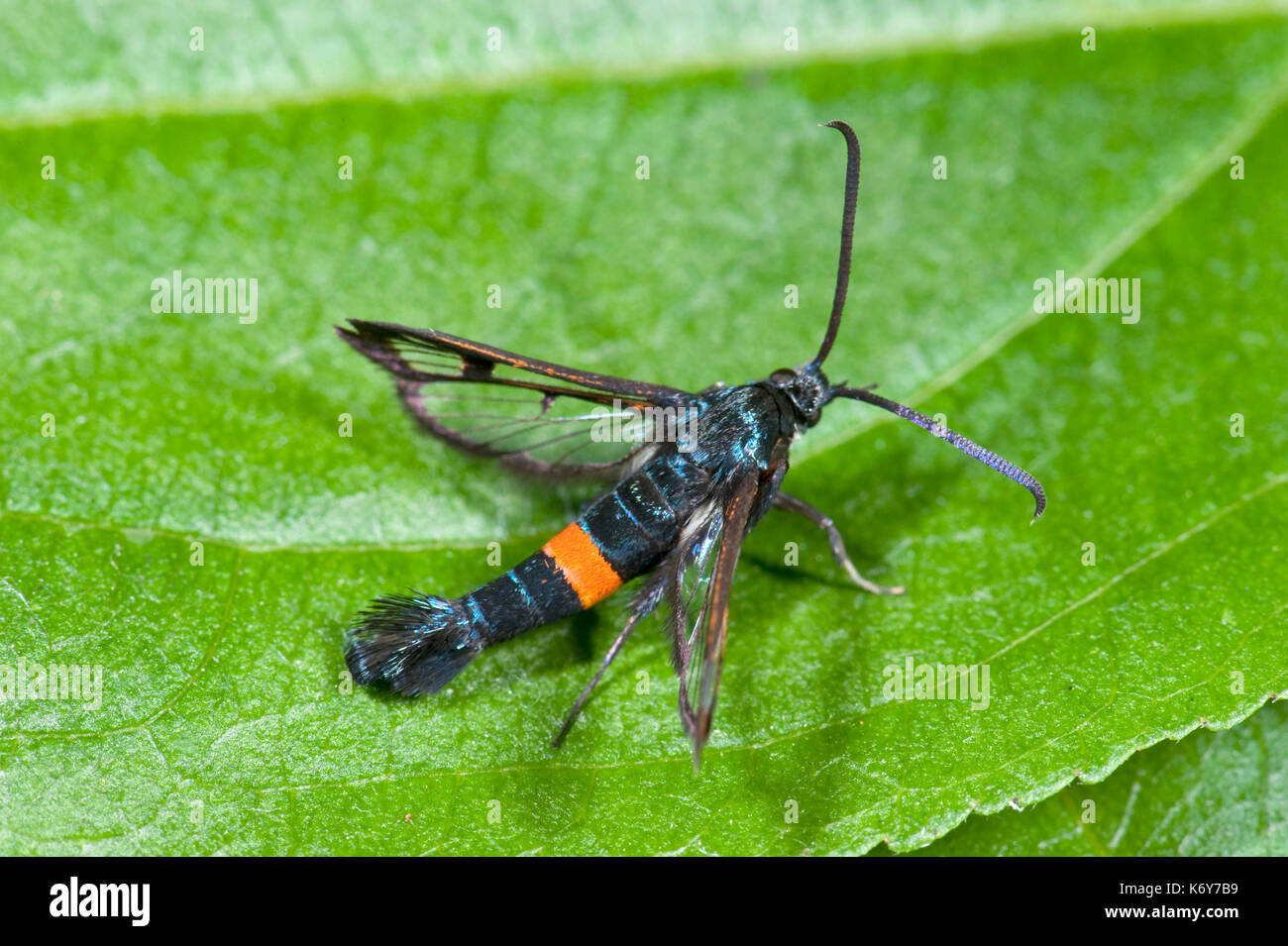 Fruit fly larvae hi-res stock photography and images - Alamy