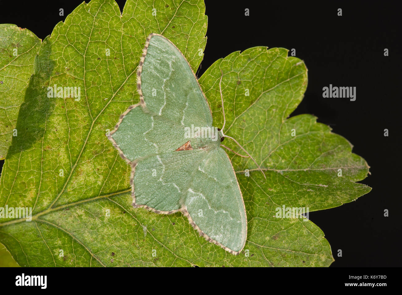 Common Emerald Moth, Hemithea Aestivaria, KENT, UK, resting on leaf ...