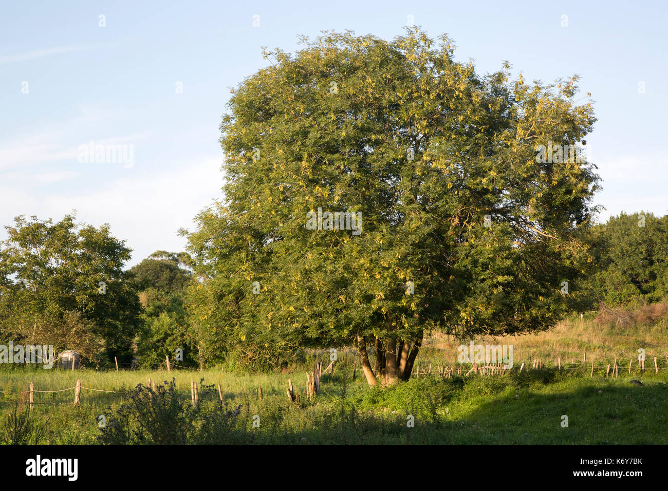 Tree at Bufones de Pria near Picos de Europa, Austurias; Spain Stock ...