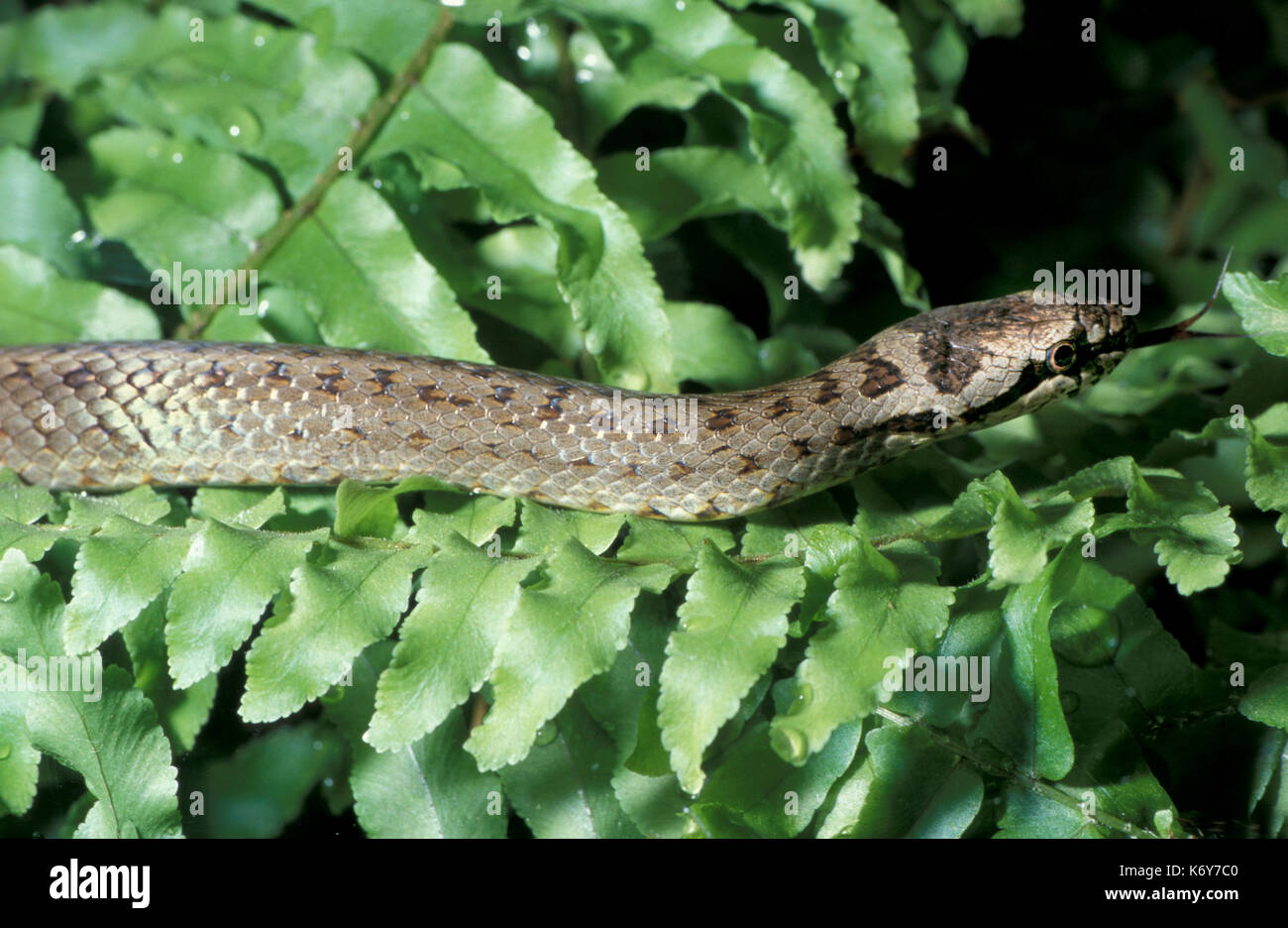Rarest snake hi-res stock photography and images - Alamy