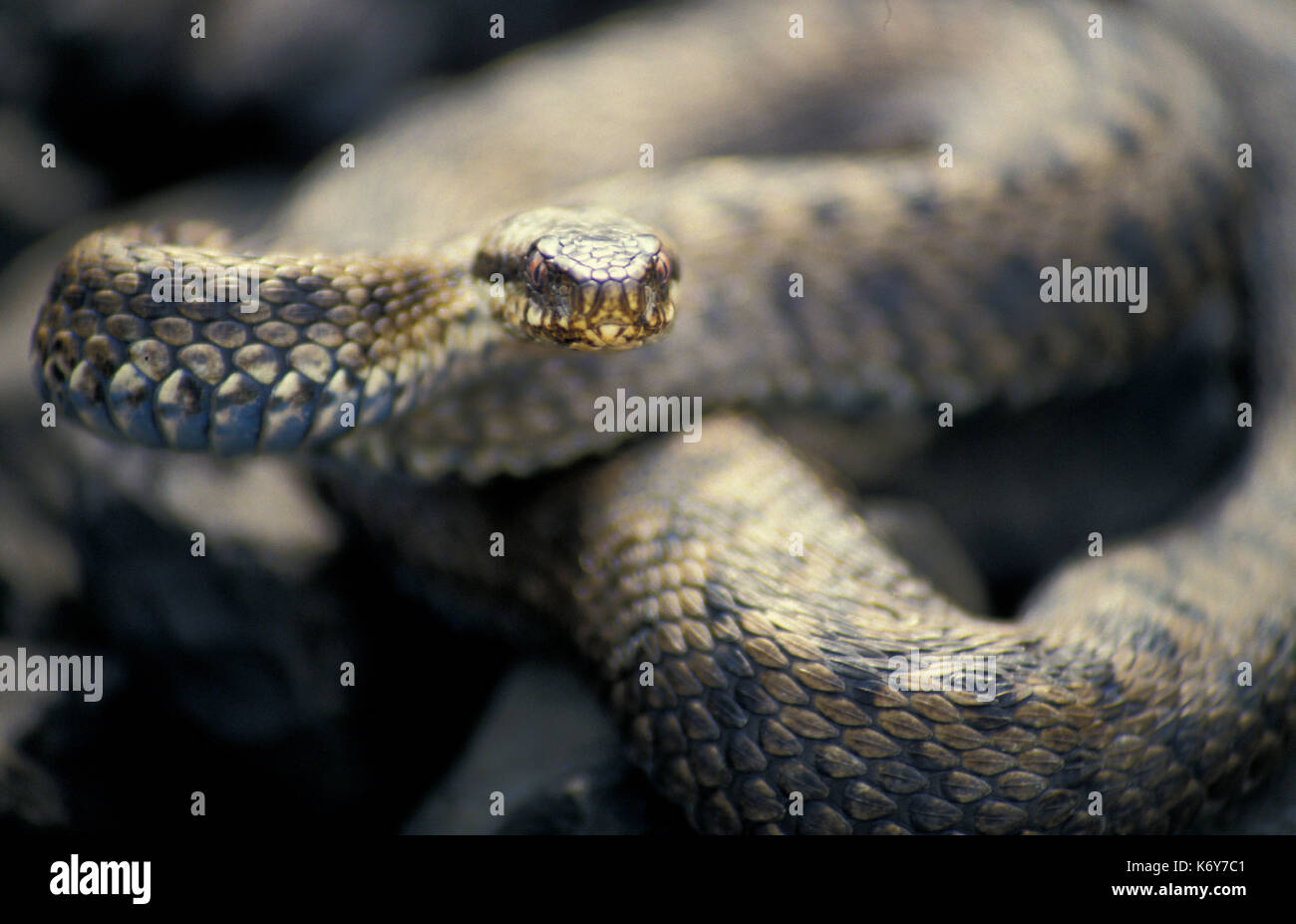 Adder Snake, Vipera berus, UK, is a venomous viper species, Bites can ...