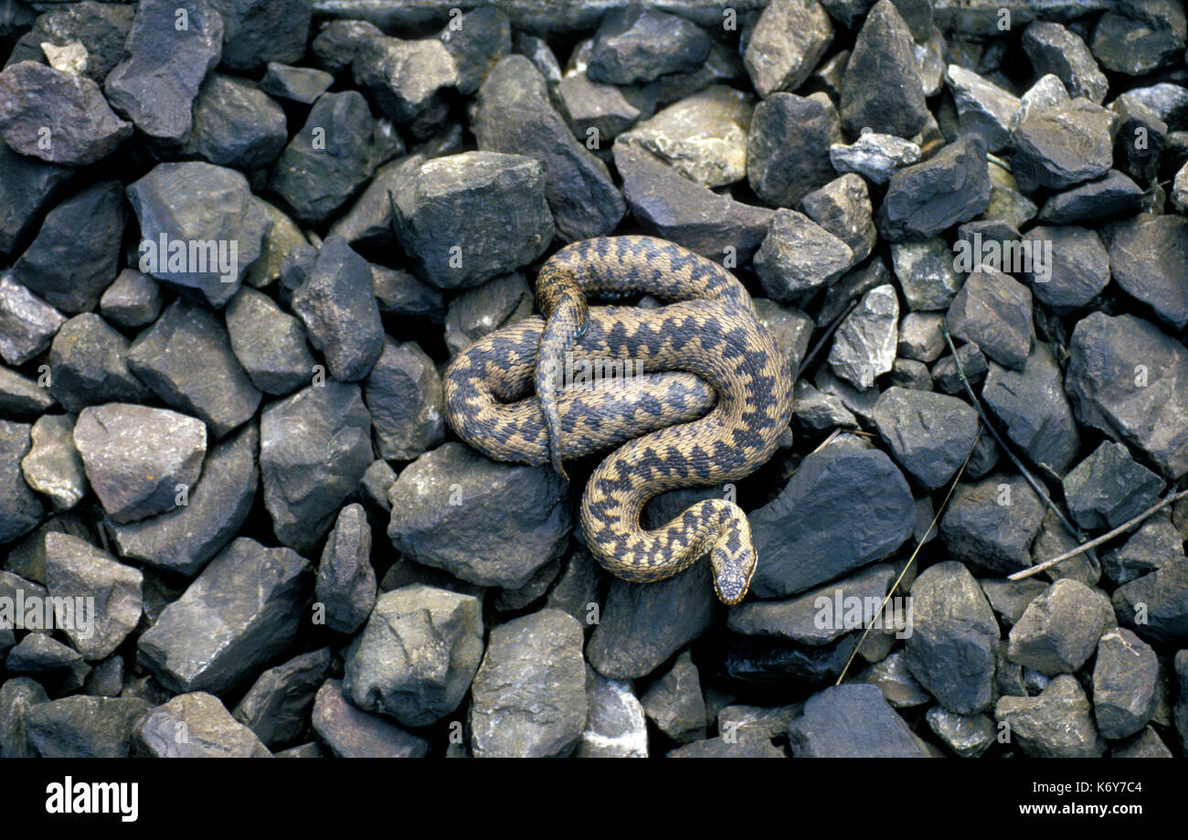 Adder Snake, Vipera berus, UK, basking on railway embankement, is a ...