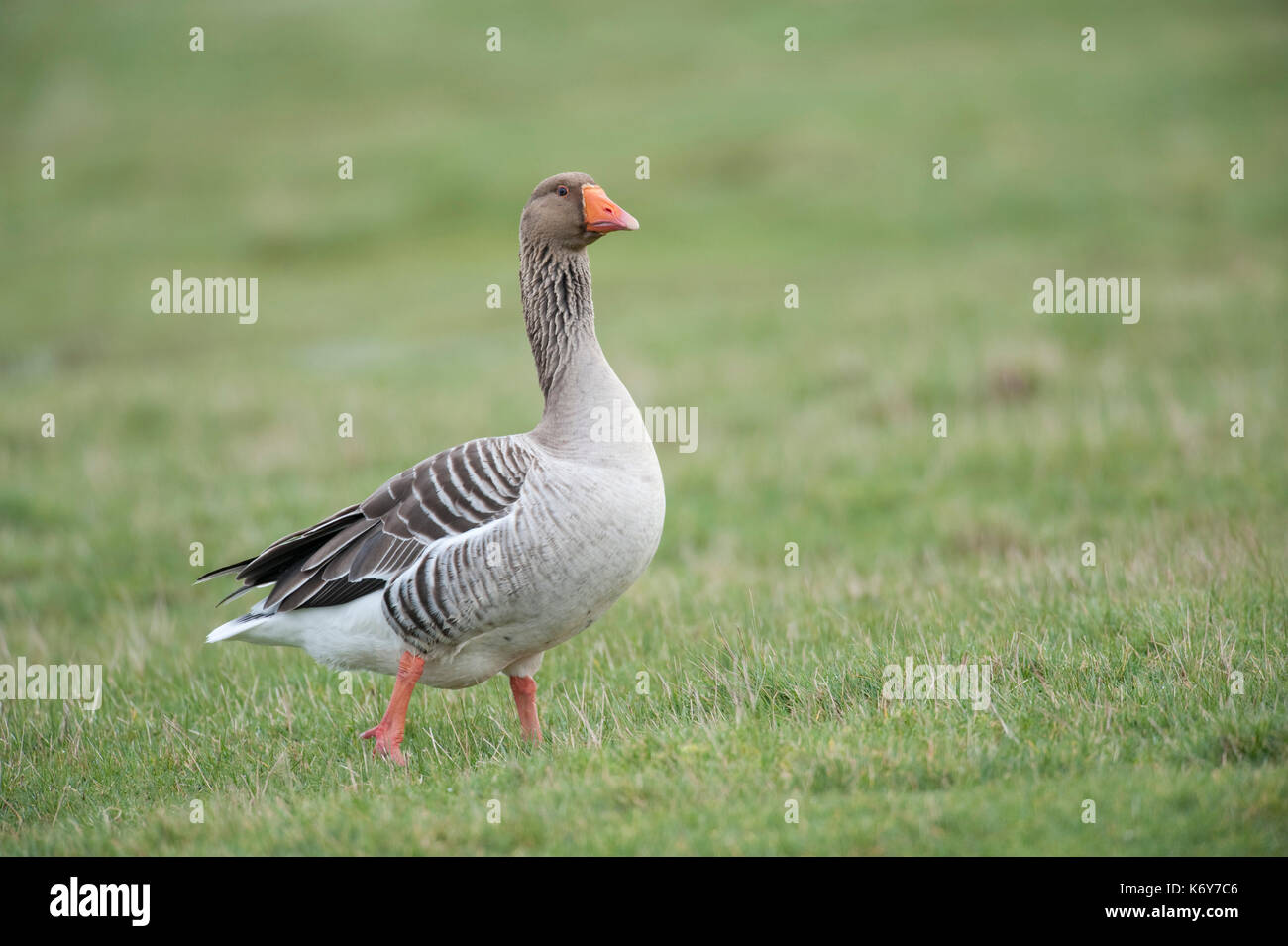 Largest and bulkiest of the wild geese native to uk hi-res stock ...
