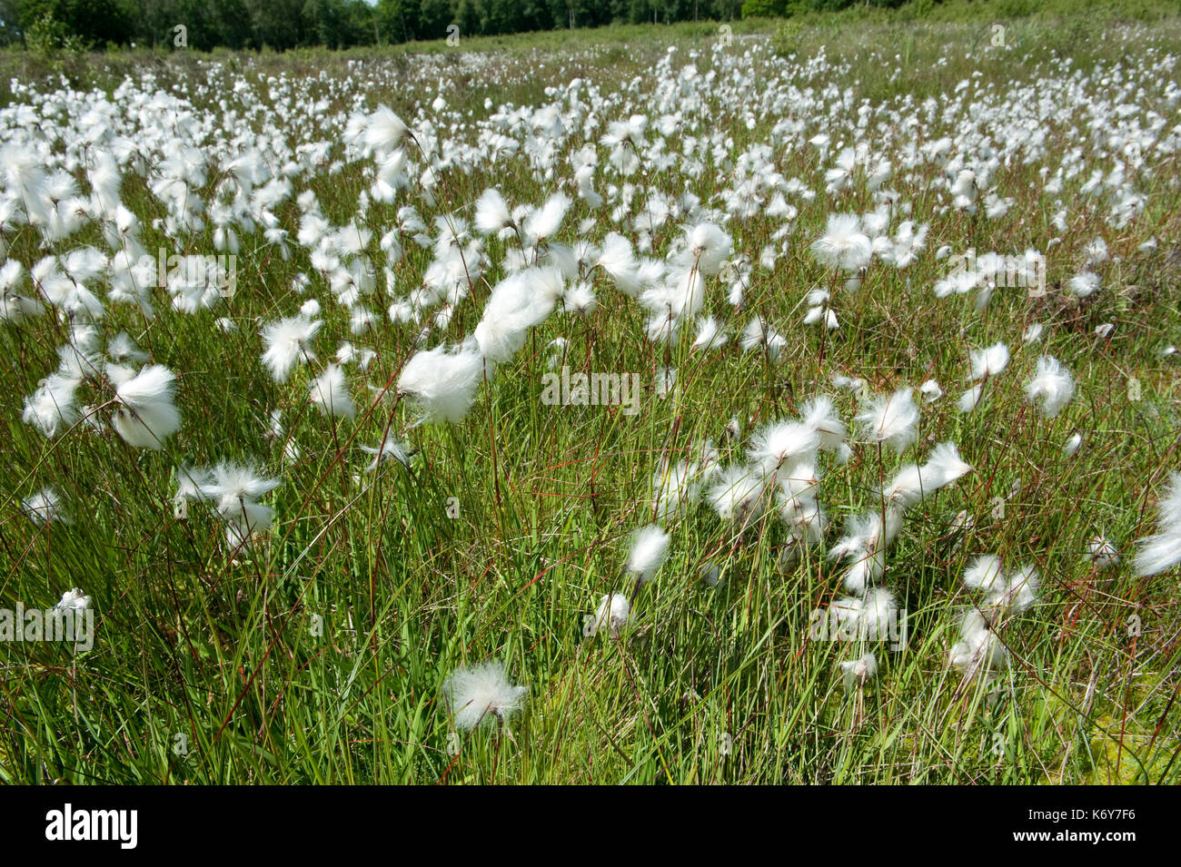Cotton Grass, Eriophorum angustifolium, Hothfield Heathlands, Kent UK ...