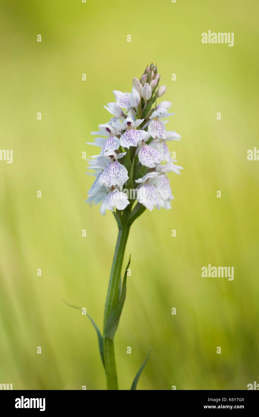 Heath Spotted Orchid, Dactylorhiza maculata, Hothfield Heathlands, Kent ...
