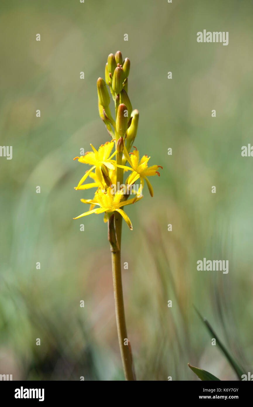 Bog Asphodel, Narthecium ossifragum, Hothfield Heathlands, Kent UK ...