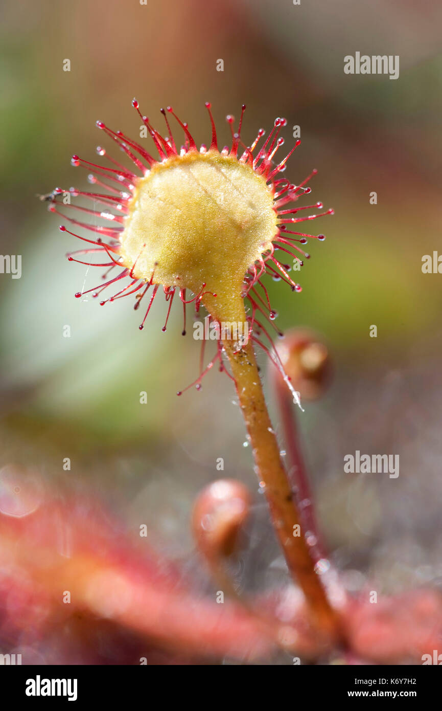 Round Leaved Sundew, Drosera rotundifolia, Hothfield Heathlands, Kent ...