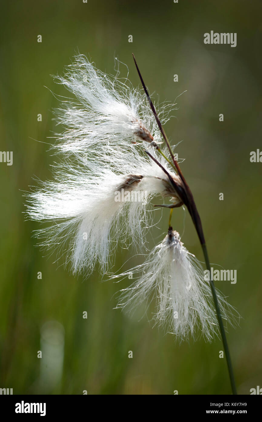 Cotton Grass, Eriophorum angustifolium, Hothfield Heathlands, Kent UK ...