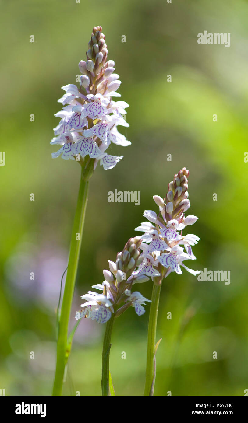 Heath Spotted Orchid, Dactylorhiza maculata, Hothfield Heathlands, Kent ...