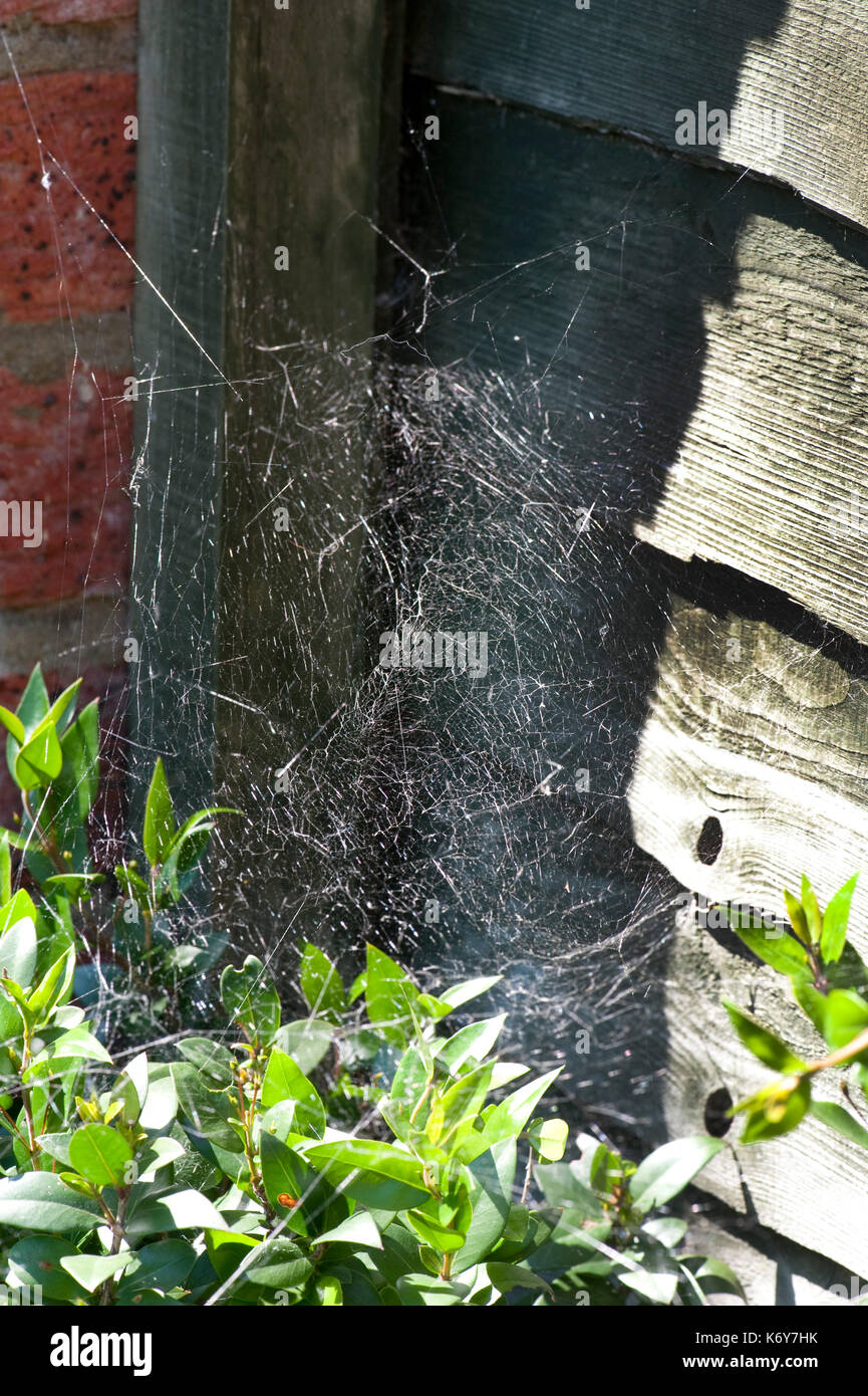 Spiders web, Theridiidae species, Kent UK Stock Photo - Alamy