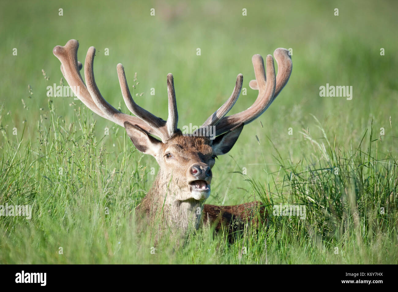 Largest deer species hi-res stock photography and images - Alamy