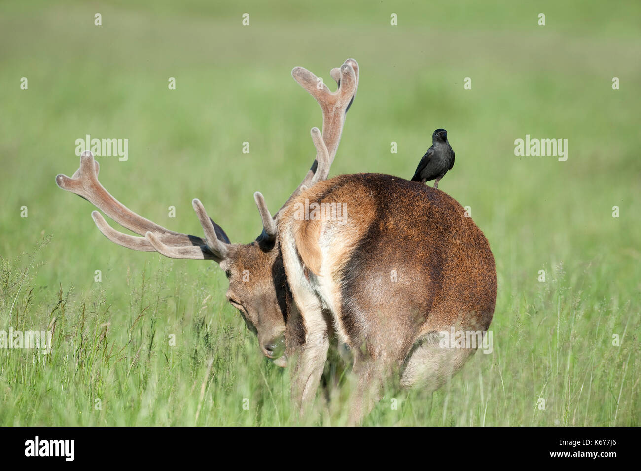 Red Deer, Cervus elaphus, Richmond Park, London UK, male with large ...