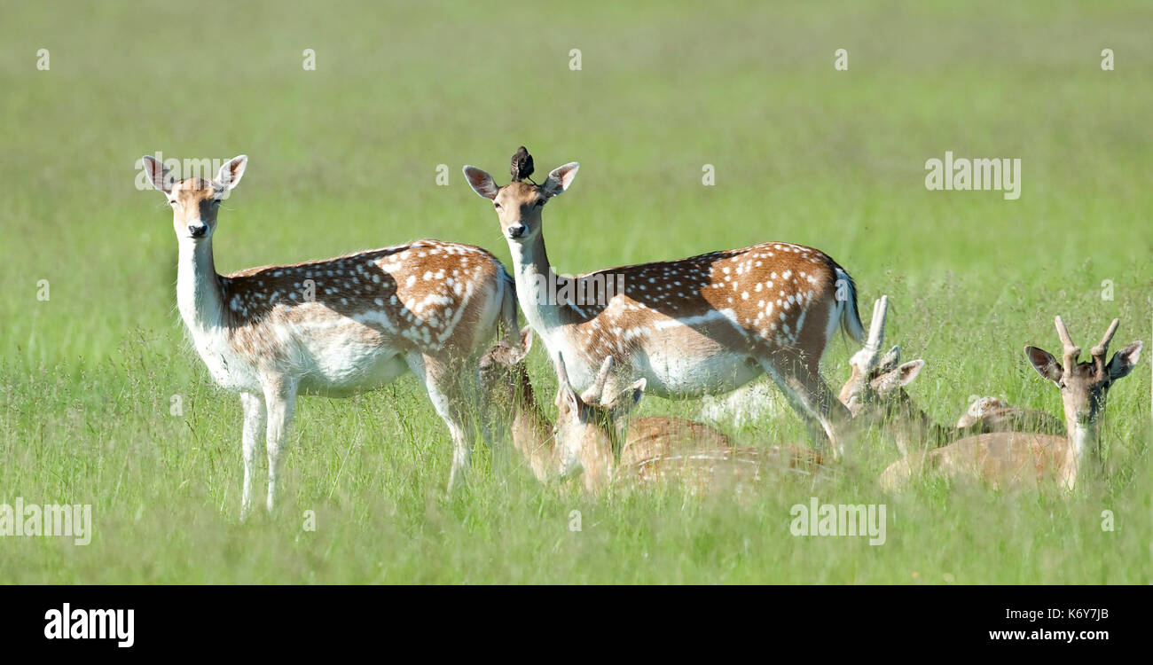 Fallow Deer, Dama dama, Richmond Park, London, UK, herd together, male ...