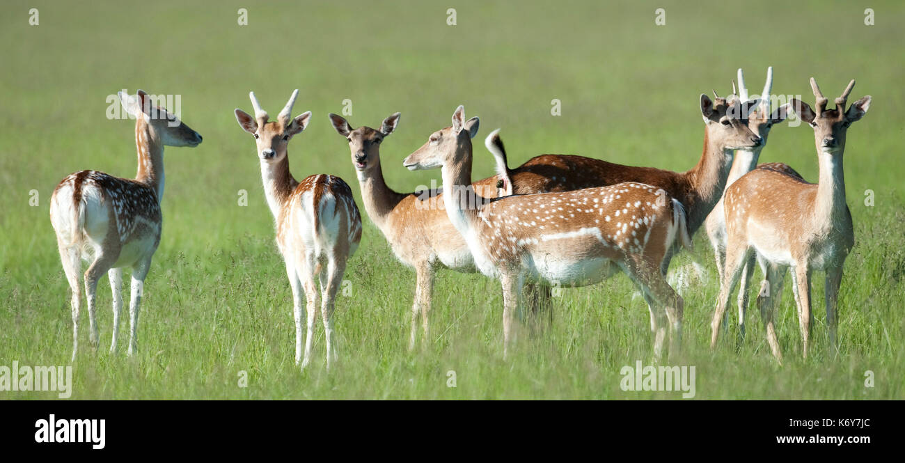 Fallow Deer, Dama dama, Richmond Park, London, UK, herd together, male ...