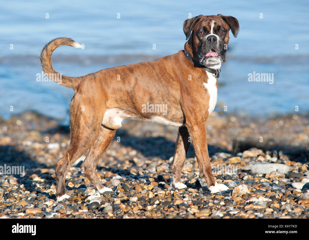 Boxer Dog, 7 years old, UK, standing outside at beach Stock Photo - Alamy