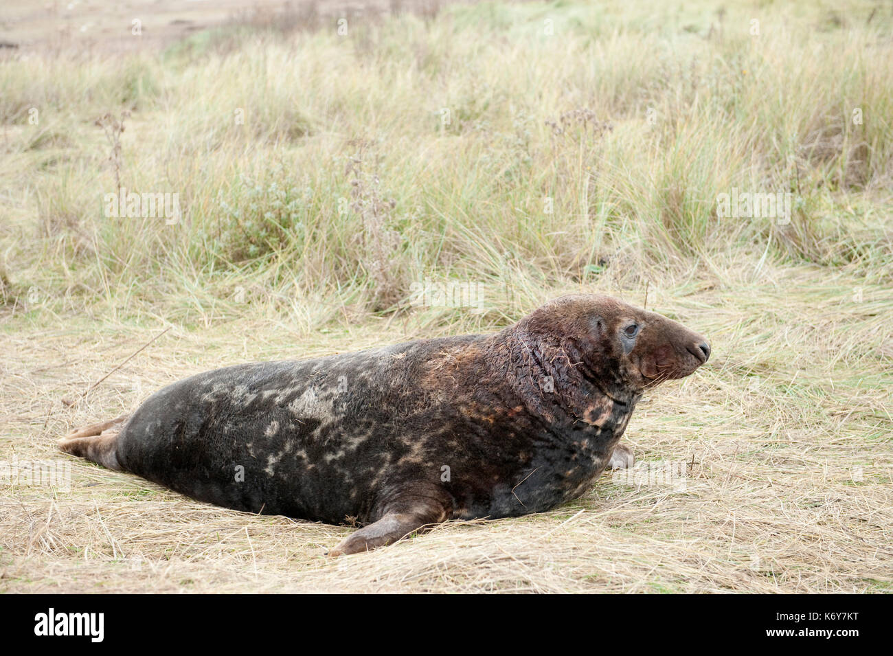 Hooked nosed sea pig hi-res stock photography and images - Alamy