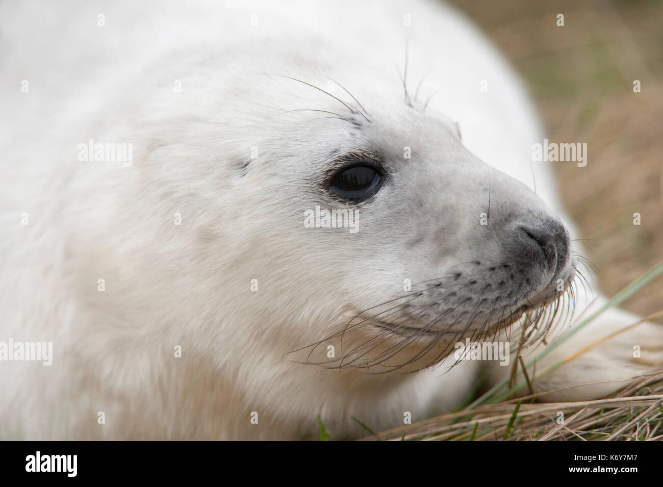 Grey Seal pup, Close up of face, Halichoerus grypus, Donna Nook ...