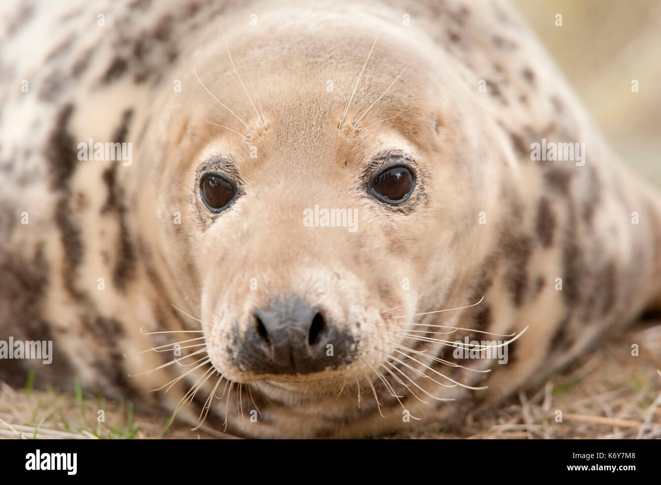 Hooked Nosed Sea Pig High Resolution Stock Photography and Images - Alamy