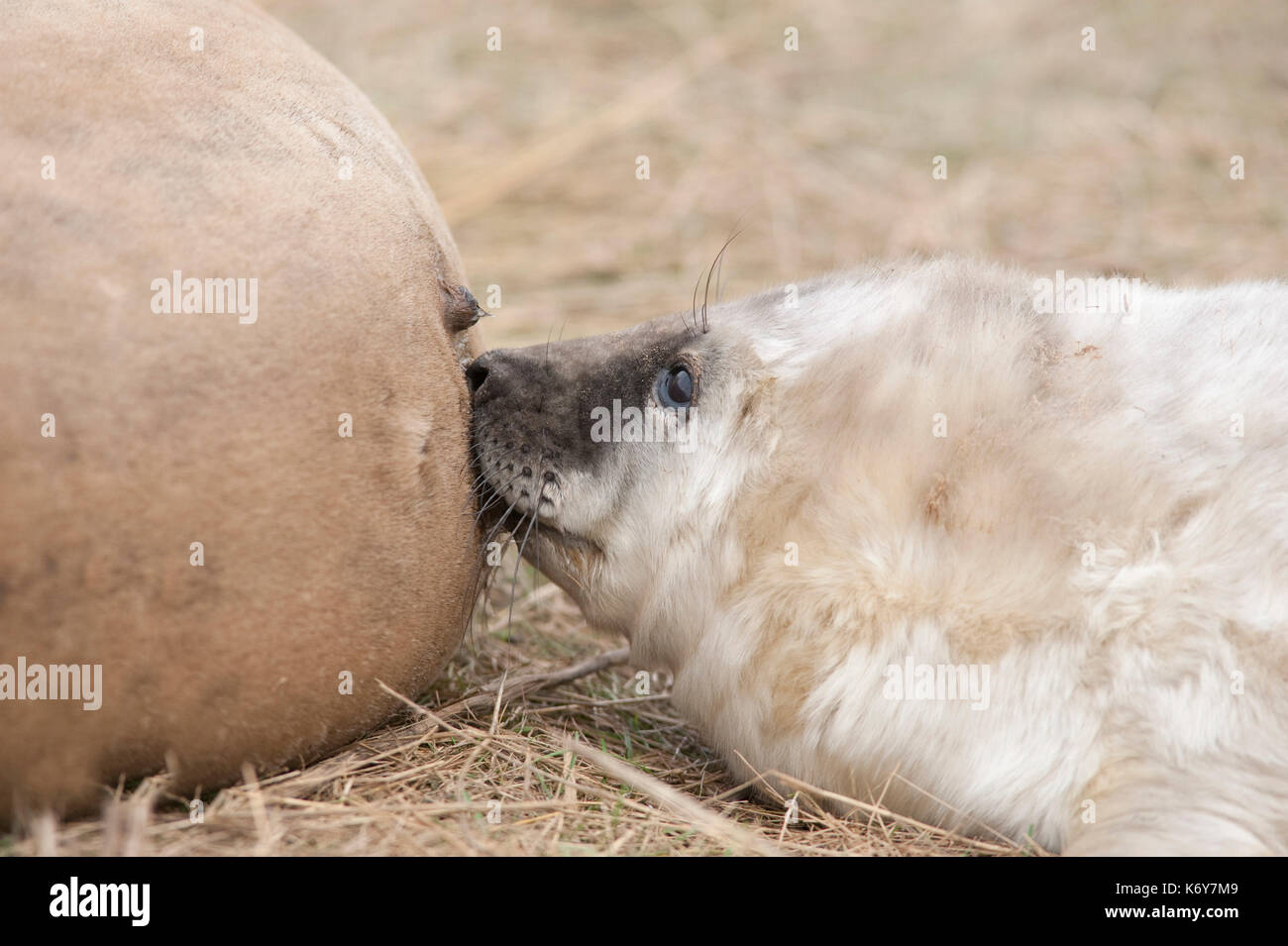 Hooked nosed sea pig hi-res stock photography and images - Alamy