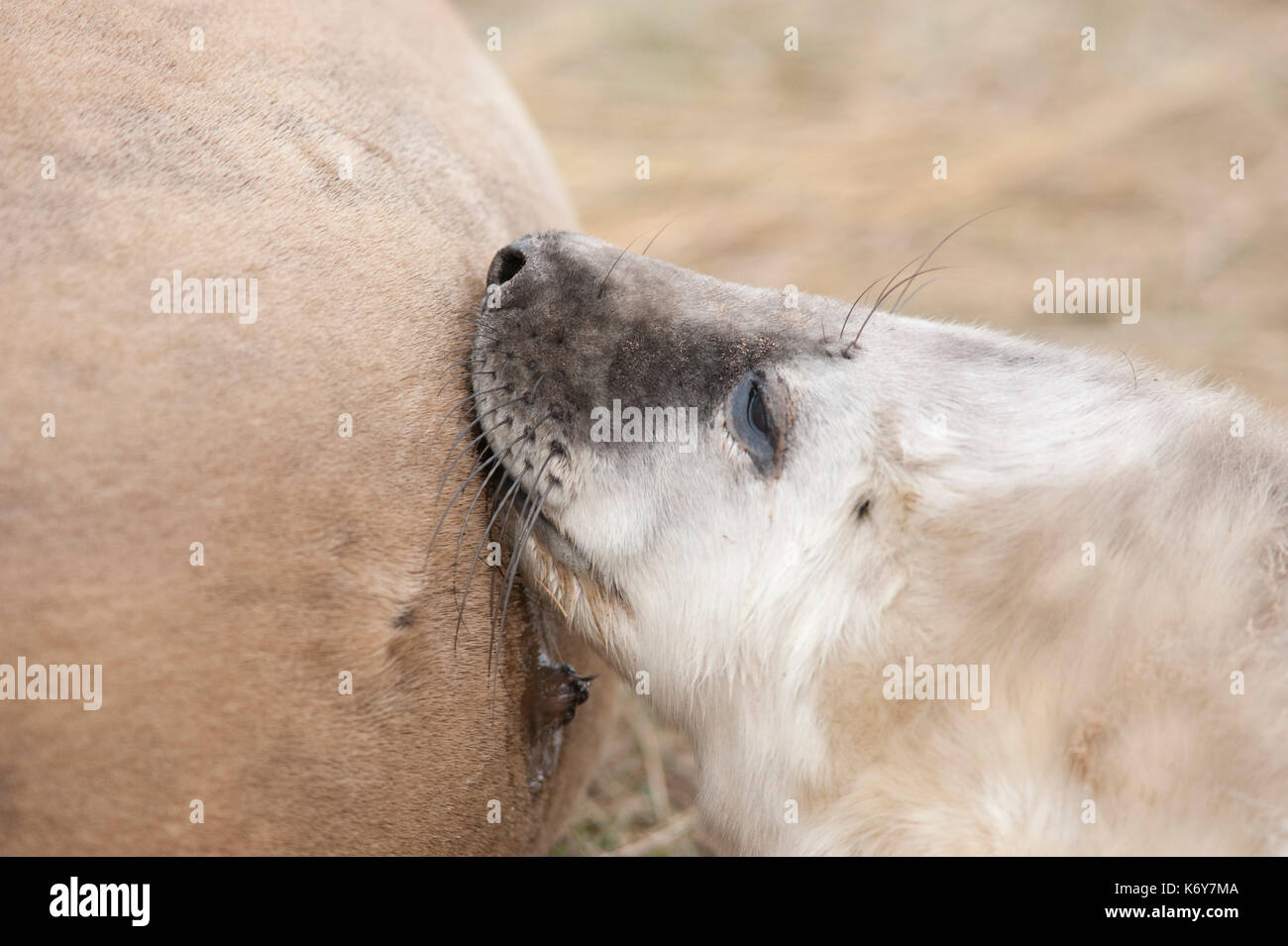 Hooked nosed sea pig hi-res stock photography and images - Alamy