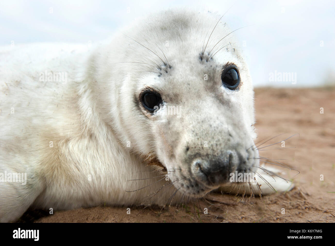 Grey Seal pup, Close up of face, Halichoerus grypus, Donna Nook ...