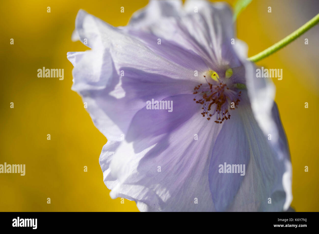 Ramanas Rose Flower, Rosa rugose, UK, Leeds Castle grounds, Kent UK ...