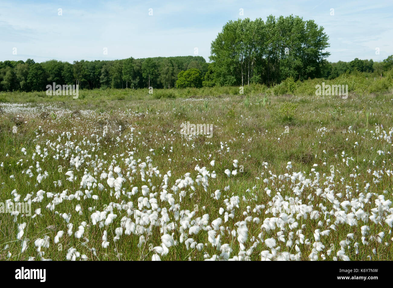 Marshland with Cotton Grass, Eriophorum angustifolium, Hothfield ...
